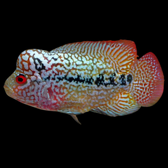 Rare Kamfa Golden Base Flowerhorn 3.5 inch