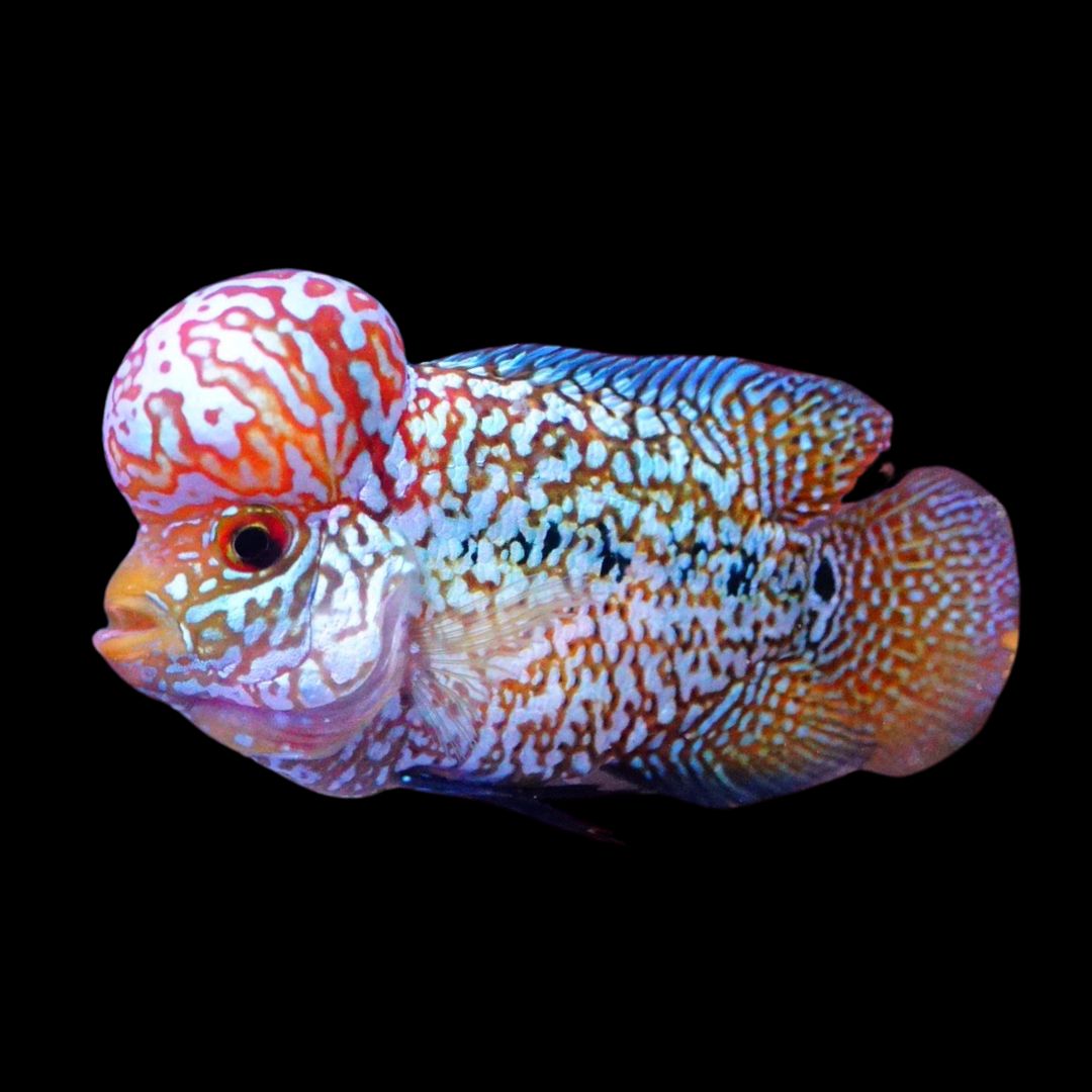 icon-search Close (esc)