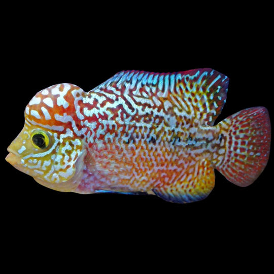 Rare Kamfa Golden Base Flowerhorn 3.5 inch