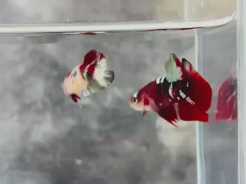 Your browser does not support the video tag.