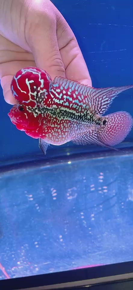 Rare Flowerhorn 4 inch