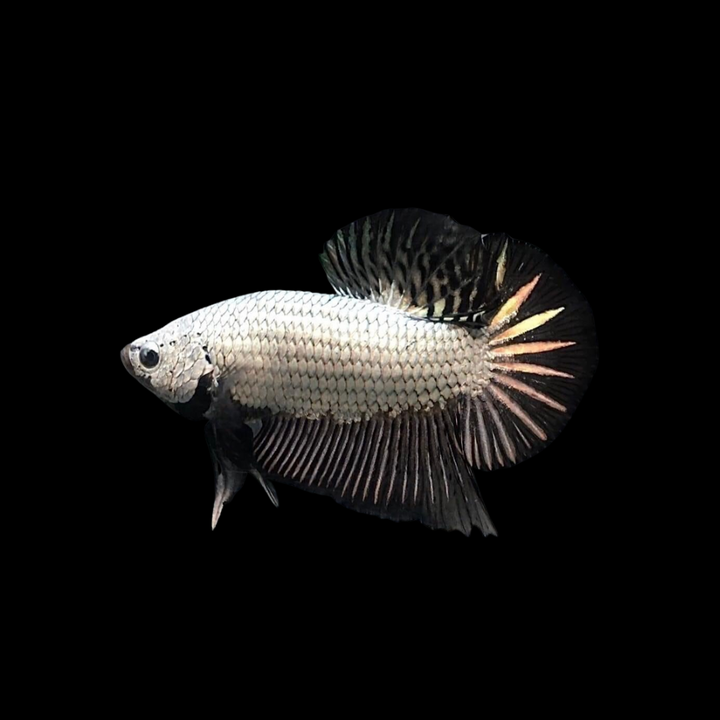 Black Dragon Scale Betta Fish (Male)