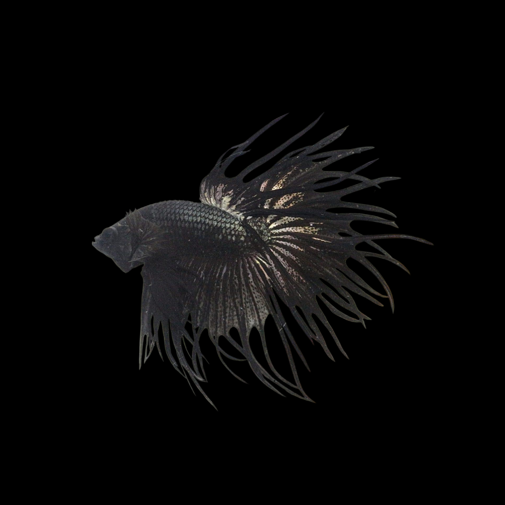 Crowntail Black Venom Betta Fish (Male)