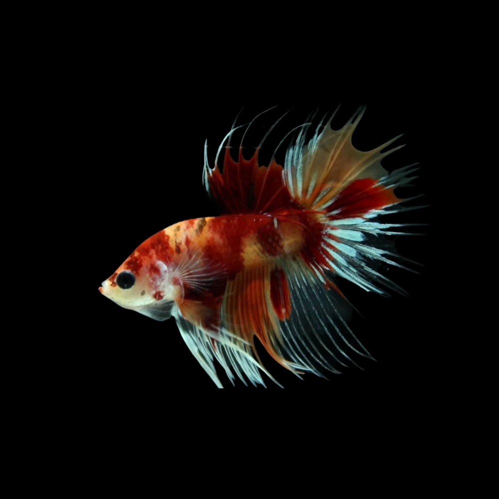 Crowntail Galaxy Koi Nemo Betta Fish (Male)