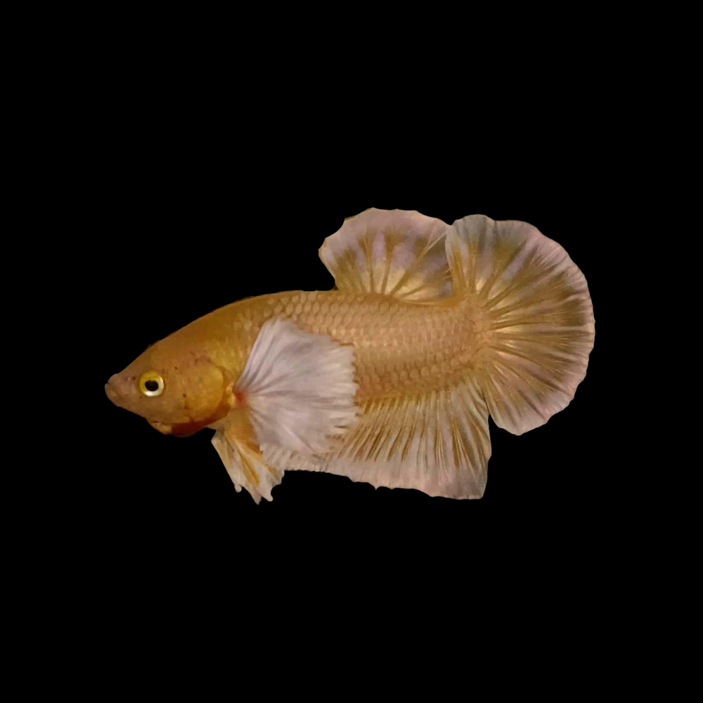 Gold Betta Fish