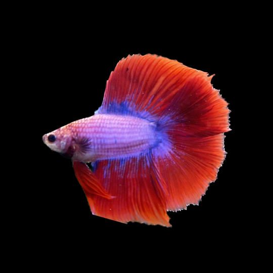 Halfmoon Purple Betta Fish (Male)
