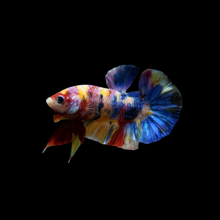 Koi Candy Betta Fish (Male)
