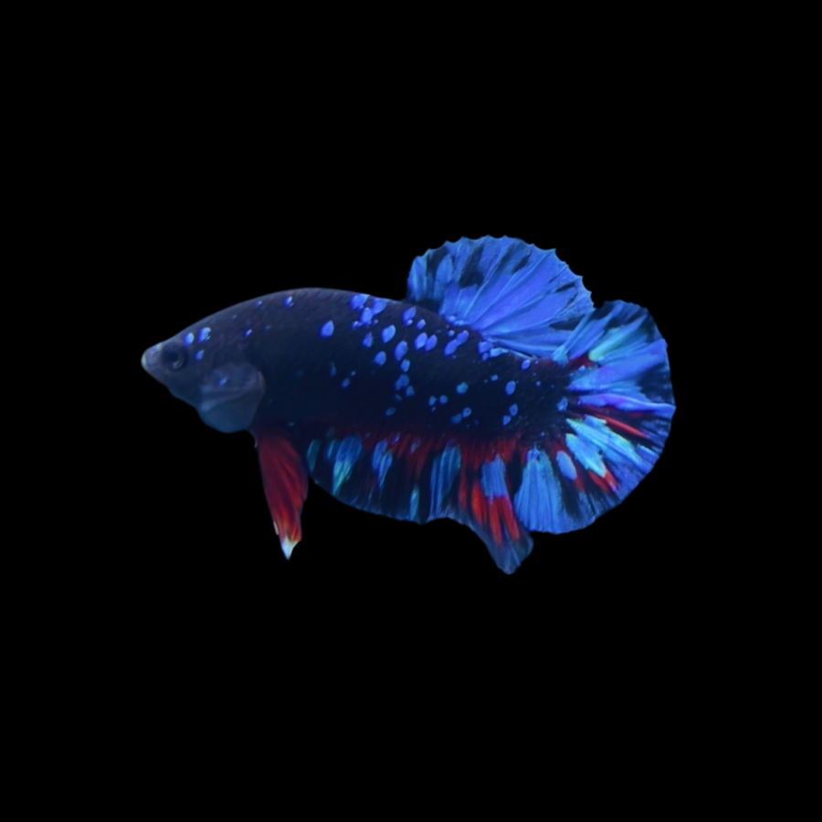 Black Star Betta Fish (Male)