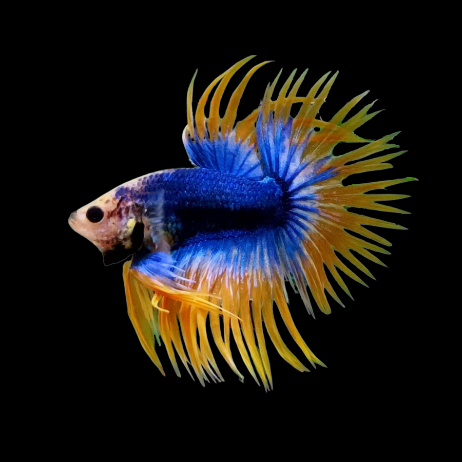 Rare Crowntail Mustard Betta Fish (Male)