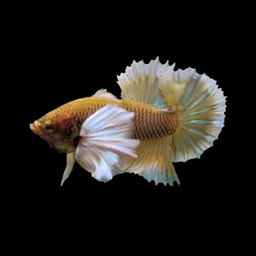 Dumbo Gold Butterfly Betta Fish (Male)