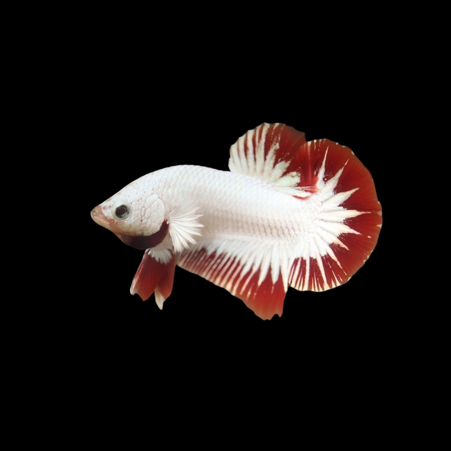 Red Snow Dragon Scale Betta Fish (Male)